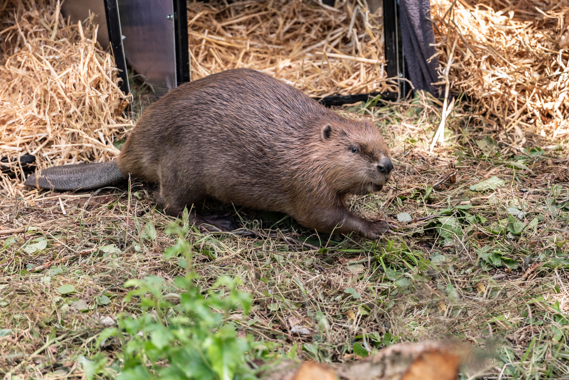 Beavers thriving in new home on Wallington Estate in Northumberland